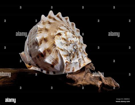 Close Up Of A Cassis Cornuta Shell Also Known As The Horned Helmet