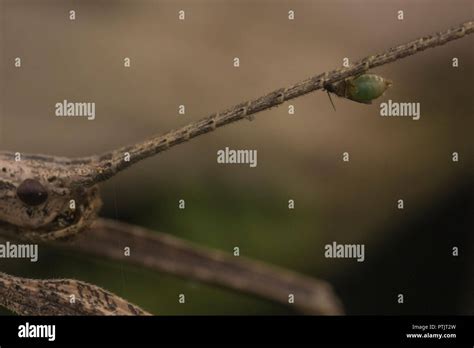 Biting Midges Forcipomyia Sp Also Known As Tick Flies Sucking