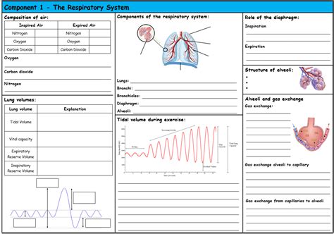 Gcse Pe Edexcel 9 1 Respiratory System Knowledge Retrieval Revision Mat Updated
