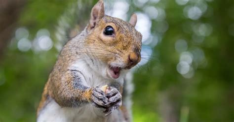 Plants To Always Have In Your Garden To Stop Squirrels From Invading