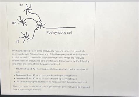 Solved The Figure Above Deplcts Three Presynaptic Neurons