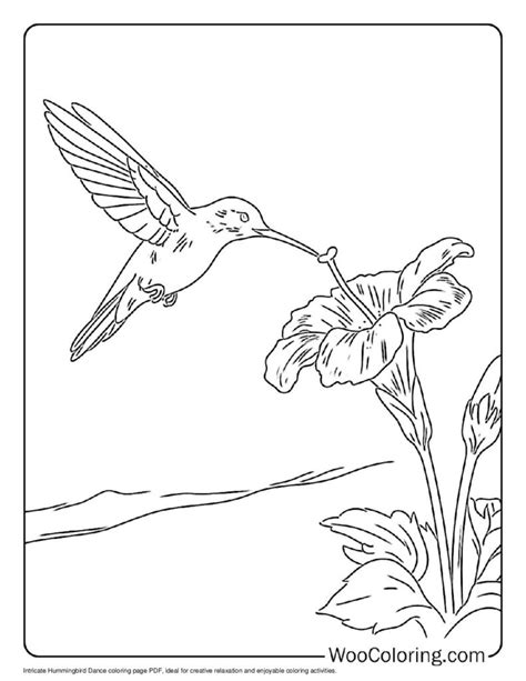 100 Hummingbird Coloring Pages Free Pdf To Print Woo Coloring