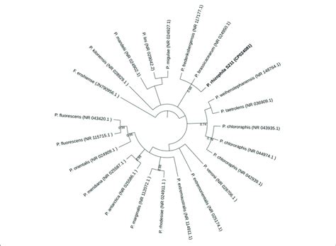 phylogenetic tree generated with mr bayes based on 16s rrna gene