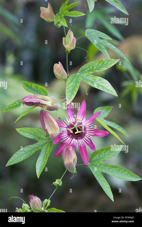 Passiflora X Violacea Flower Passion Flower Growing In A Glasshouse