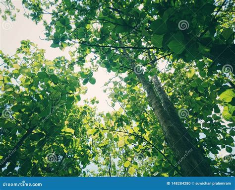 Oak Tree In Elevation Stock Image CartoonDealer Com 25090645
