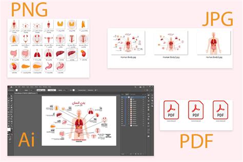 مجموعه وکتور اعضای داخلی بدن انسان با توضیحات فرمت‌های Jpeg Png Pdf