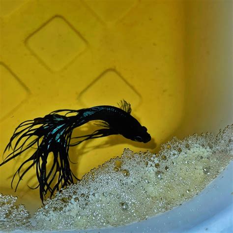 การ “ลงเพาะจริง” ของปลากัด หลังจากการเทียบคู่ หรือที่เรียกว่า “เข้าคู่” เป็นขั้นตอนสำคัญในการ