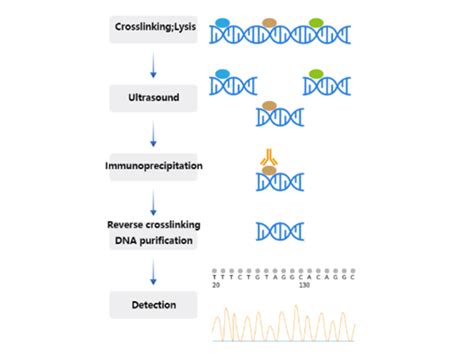 Chromatin Immunoprecipitation Chip Handbook Ant Bio