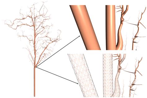 Tree Stem And Branches Were Fitted To The Constructed Tree Skeleton Download Scientific Diagram