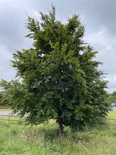 Beech Fagus Slyvatica Potted Organic Hedging And Trees