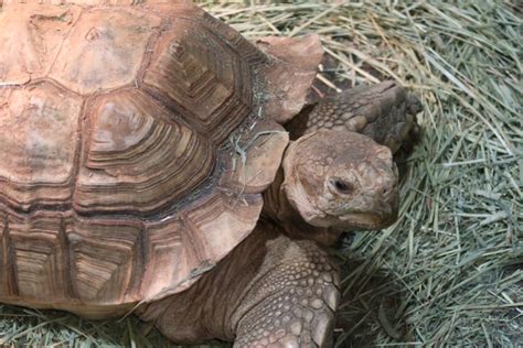육지 거북이 키우기 멋진 설가타 육지거북 수명과 사료에 대해 네이버 블로그