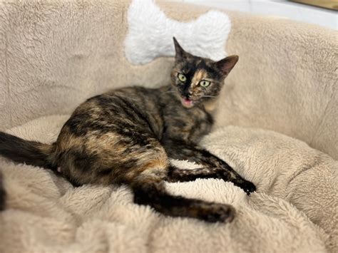 코리안숏헤어 흑당 티컵말티푸분양하는곳 티컵푸들분양하는곳 티컵강아지분양하는곳 화이트비숑프리제분양 화이트포메라니안분양 화이트말티즈분양 화이트말티푸분양 화이트푸들분양 화이트