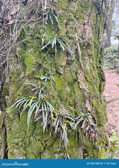Moss And Epiphytic Plants Grow On Tree Trunks Stock Image Image Of Epiphytic Forest 309798753