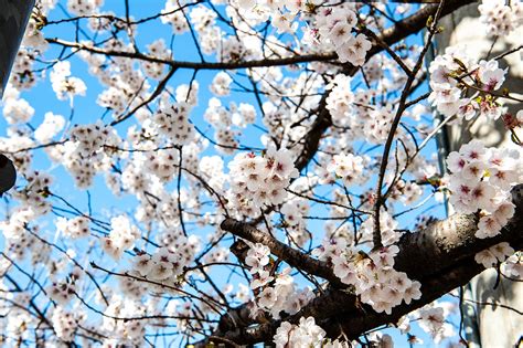 D 봄 벚꽃 Pixabay의 무료 사진 Pixabay