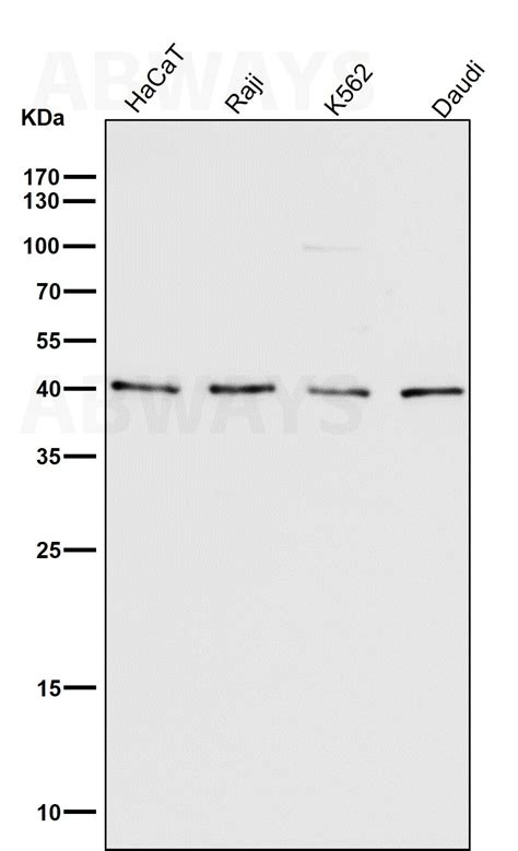 Cd40l Ab Abways
