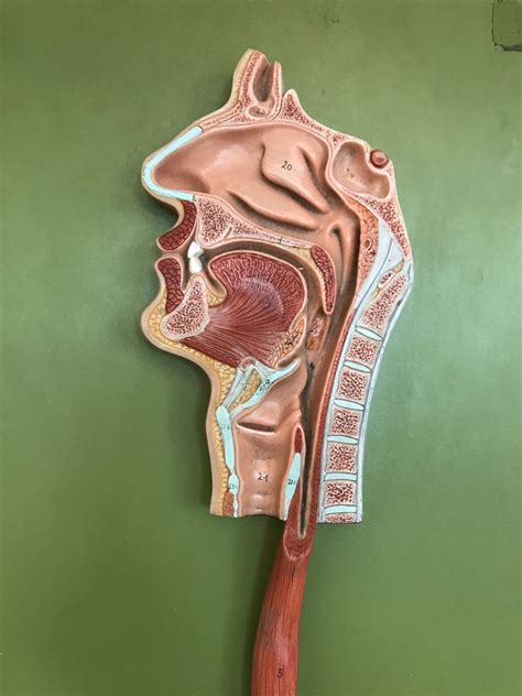 Face Diagram Quizlet