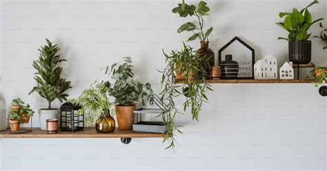 흰 벽 위에 화분에 심은 식물로 가득 찬 선반 사진 Unsplash의 실내 식물 이미지