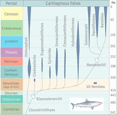 Fileevolution Of Cartilaginous Fishespng Wikipedia