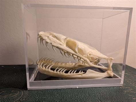 Reticulated Python Skull In Display Casecanada Only Etsy