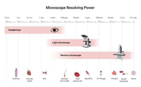 Different Types Of Microscopes With Principle Uses Diagrams Biology
