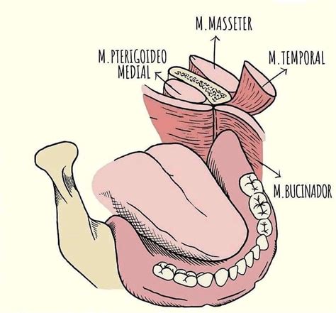Jaw Cracking Causes Treatments And When To See A Doctor Artofit