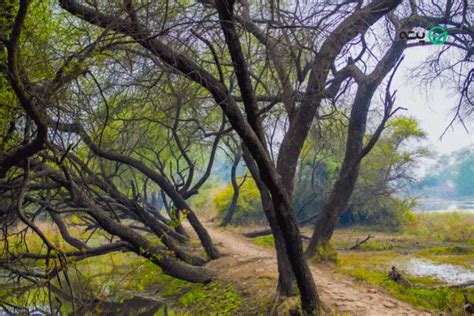 لیست بهترین پارک ‌های تهران عکس آدرس مجله پته