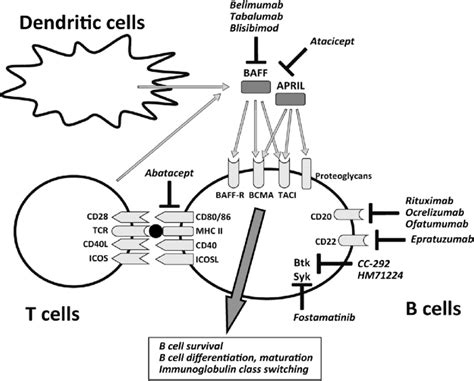 Emerging B Cell Targeted Therapy Including Baff April Inhibition In