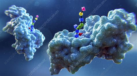 Glycoproteins Illustration Stock Image F037 6466 Science Photo Library