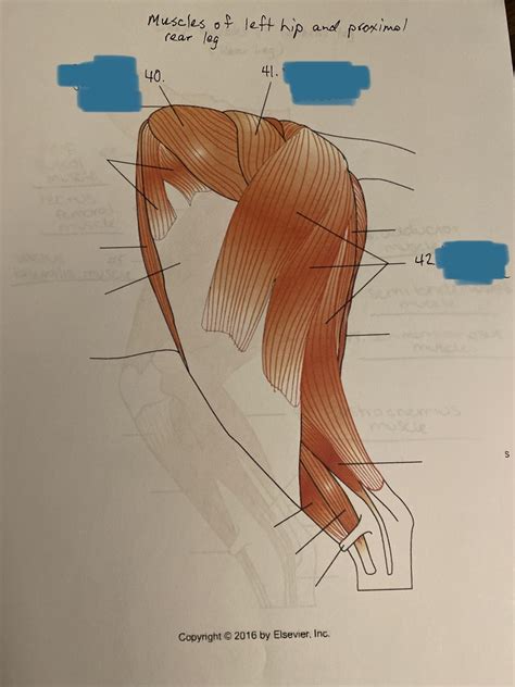 Muscles Of Left Hip And Proximal Rear Limb Diagram Diagram Quizlet