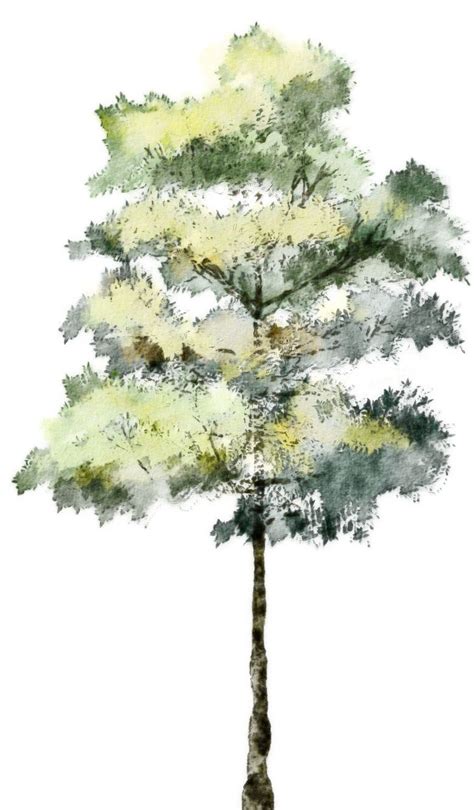 Pin By Daniel Vargas On Watercolor Trees Architectural Trees Tree