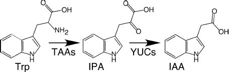 The Main Auxin Biosynthesis Pathway In Plants Tryptophan Is First