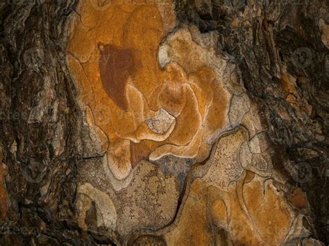 Beautiful Reddish Brown Tree Bark Texture 31203147 Stock Photo At Vecteezy