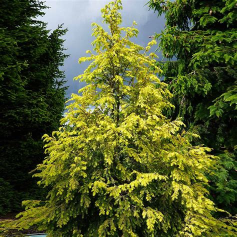 Princeton Sentry™ Columnar Ginkgo Trees For Sale