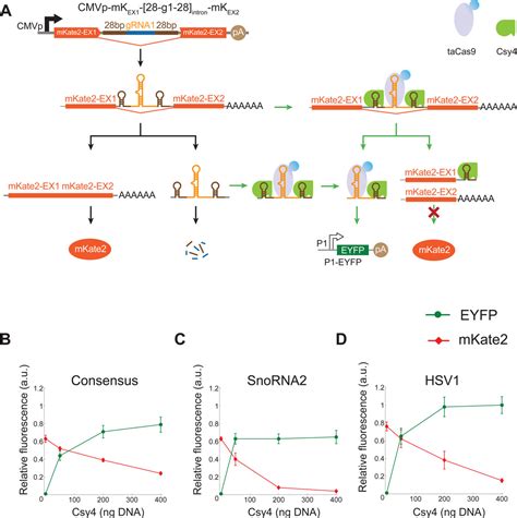 Multiplexed And Programmable Regulation Of Gene Networks With An Integrated Rna And Crispr Cas
