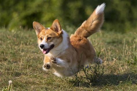 What Are Red Corgis Pembroke And Cardigan Corgi Breeds