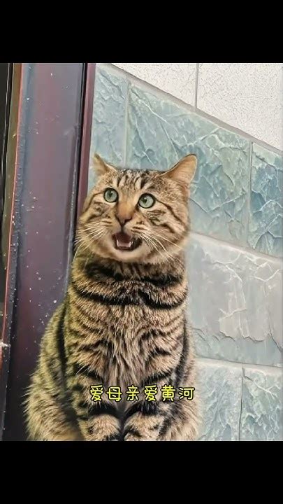 爱出去的原因找到了😂居然被一只猫帅到了 狸花猫 Youtube