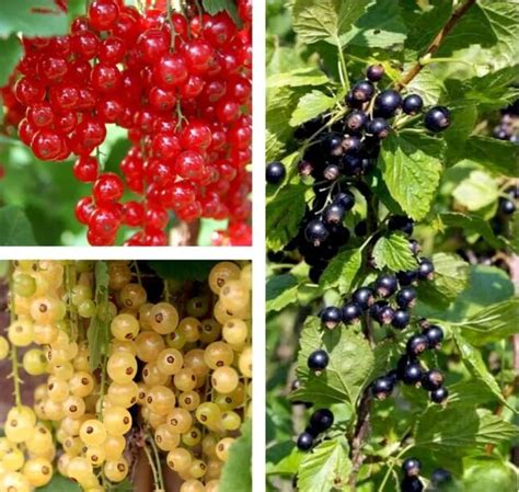 Mixed Currant Bush Seeds Grow Black Red White Currants