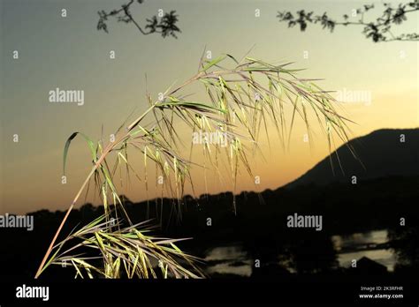 The Yellow Thatching Grass Has Tall Stems And A Distinctive And A