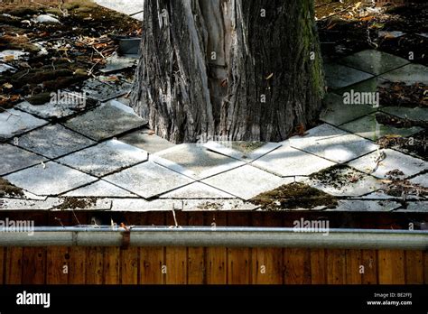 Tree Growing Through Roof Hi Res Stock Photography And Images Alamy