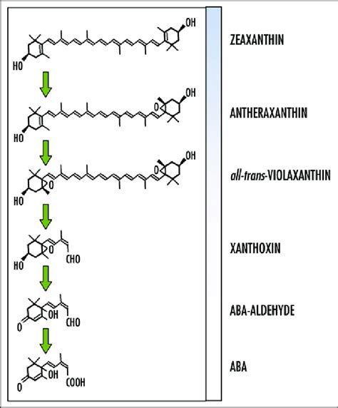 Aba Synthesis Pathway From Bl Absorbing Zeaxanthin To The Hormone Aba