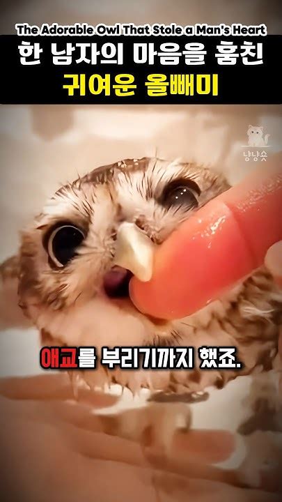 한 남자의 마음을 훔친 귀여운 올빼미 Youtube