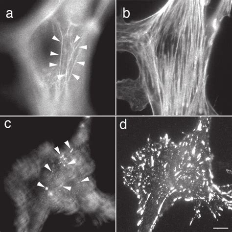 The Localization Of Stress Fi Bers A And D And Focal Adhesion C And