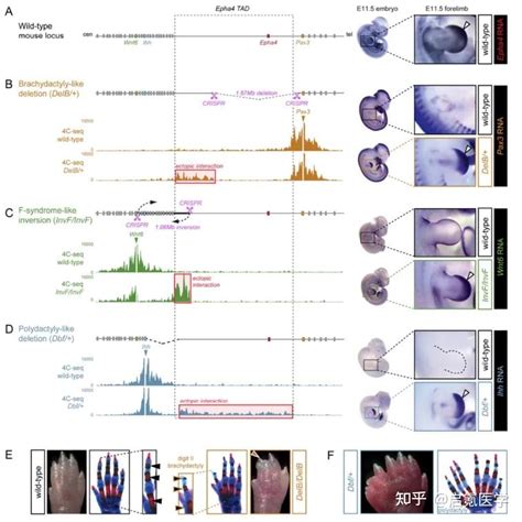 三维基因组学技术及其在疾病研究中的应用 知乎
