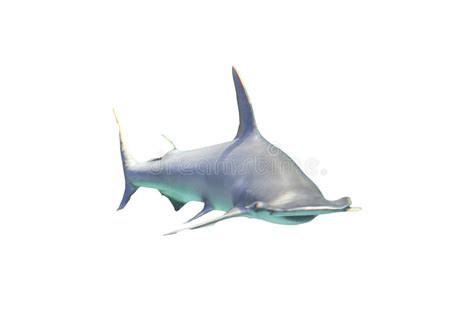 Hammerhead Shark Genus Sphyrna Isolated On A White Background Stock