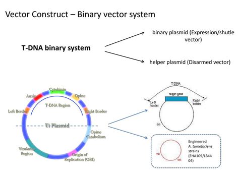 Ppt Plant Genetic Engineering Powerpoint Presentation Free Download Id4422668