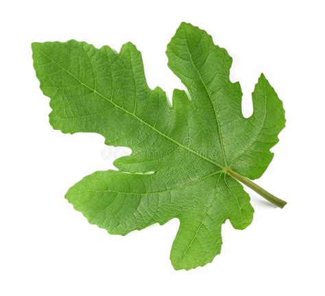 Fig Leaf Stock Image Image Of Nature Natural Isolated 125835385