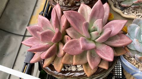 새로 들인 수연이 똘망한게 다져지고 있어서 이쁘네요 루비도나는 핑크색 퍼플샴페인도 핑크하네요 파피스도 이뻐지고 있구요