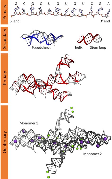 Overview Of Transcription Chemistry Chromosomes Genes And Traits An Introduction To