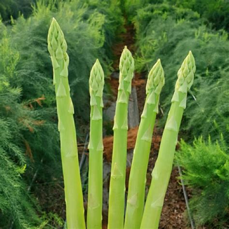 채소의 왕 강원도 춘천 아스파라거스 500g1kg 채소의 왕 강원도 춘천 아스파라거스 500g1kg