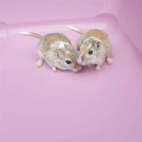 Gerbil Care